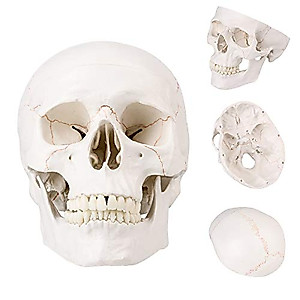 Life Size Human Skull Head Model - Human Skull Anatomical Model Medical Quality, Detached Mandible and Skull Cap - 3 Parts