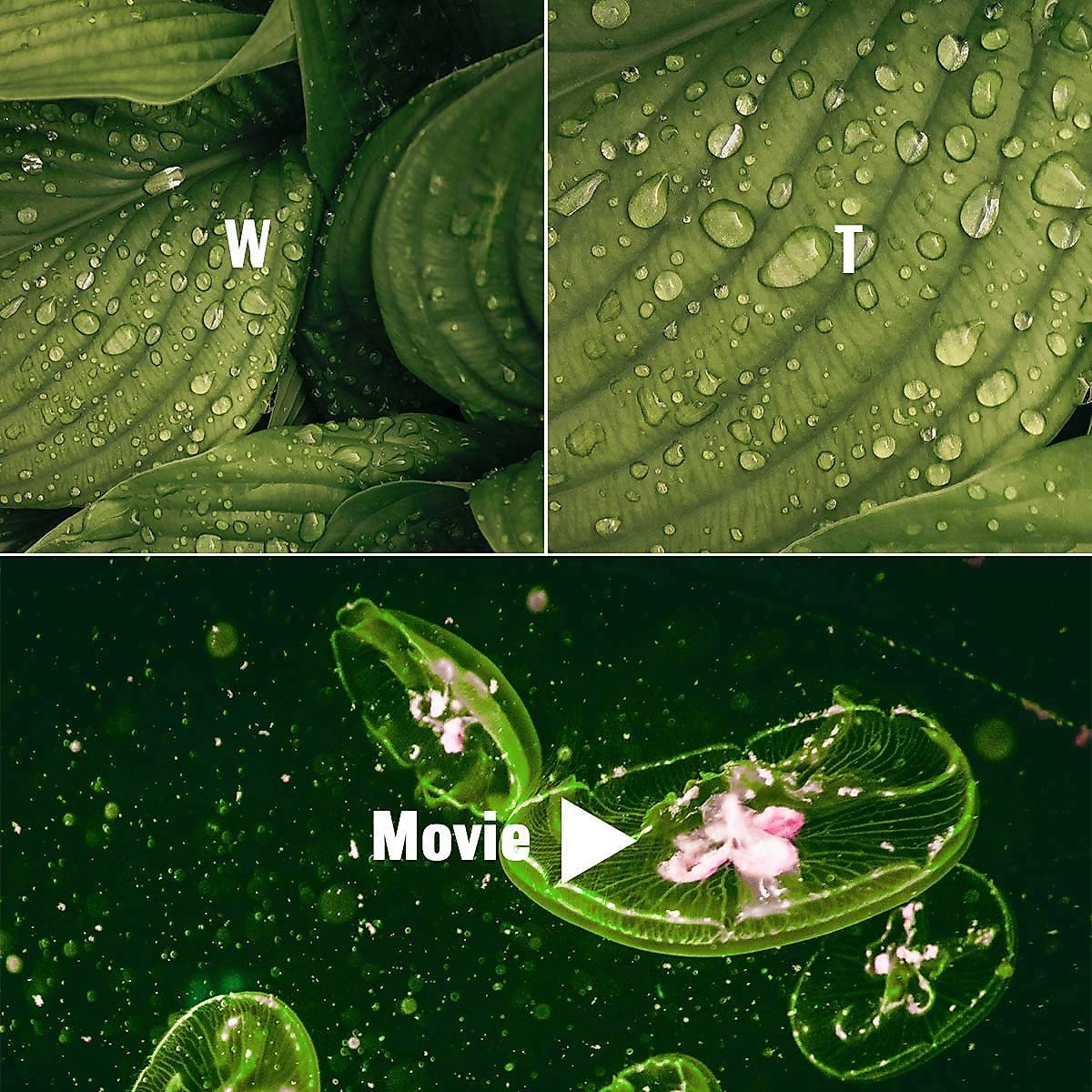 Wireless Camera Remote Shutter Release for Canon EOS M6 Mark II, R, RP, 90D, 77D, 800D, 200D, 250D, M50, Rebel T7i, Replace Canon BR-E1