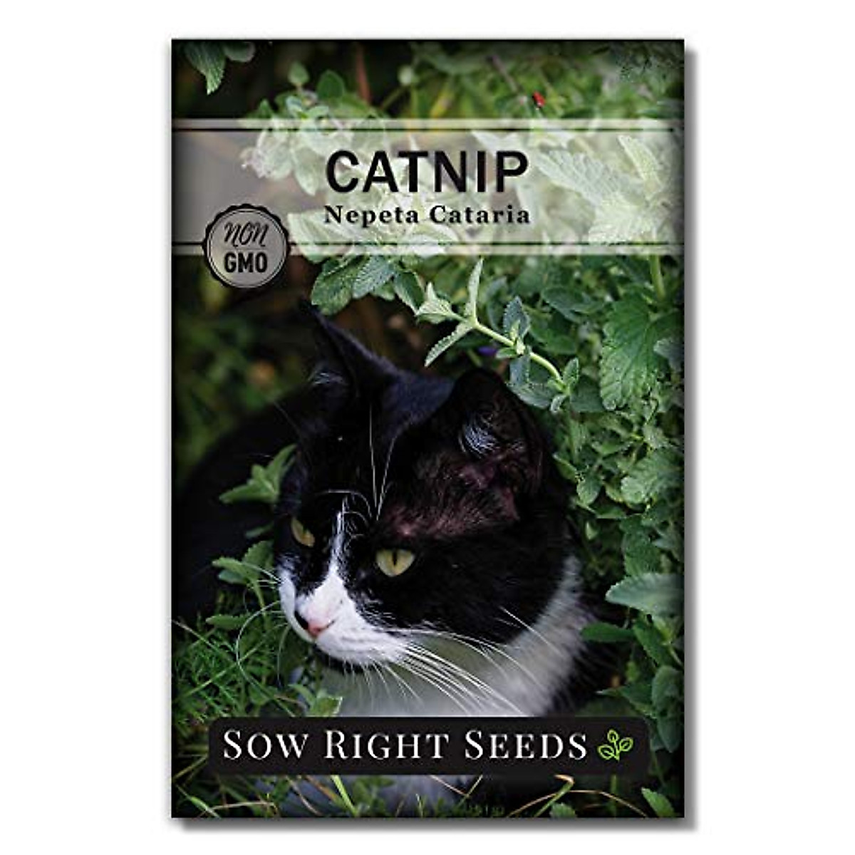 Sow Right Seeds - Catnip and Cat Grass Seed Collection for Planting Indoors or Outdoors, Includes The Popular herb Seed Catnip and Cat Grass (100% Sweet Oat Grass), Non-GMO Heirloom Seed