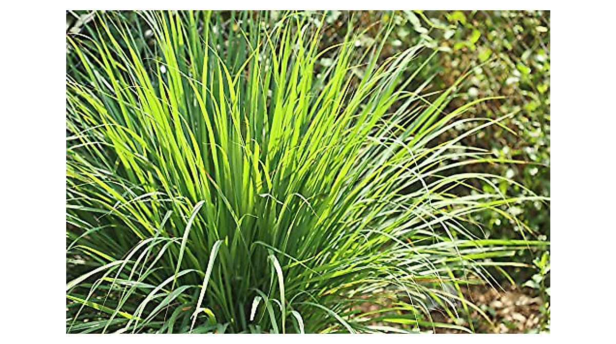 Grow Lemongrass! Easy 100 Seeds - Made in USA, Ships from Iowa