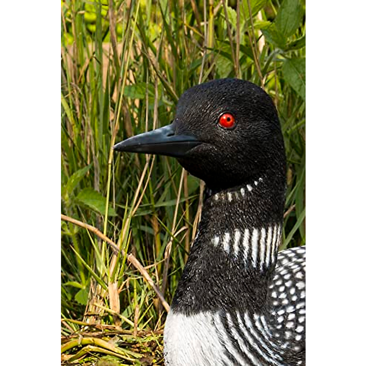 Hi-Line Gift Ltd. Sitting Common Loon Garden Statue