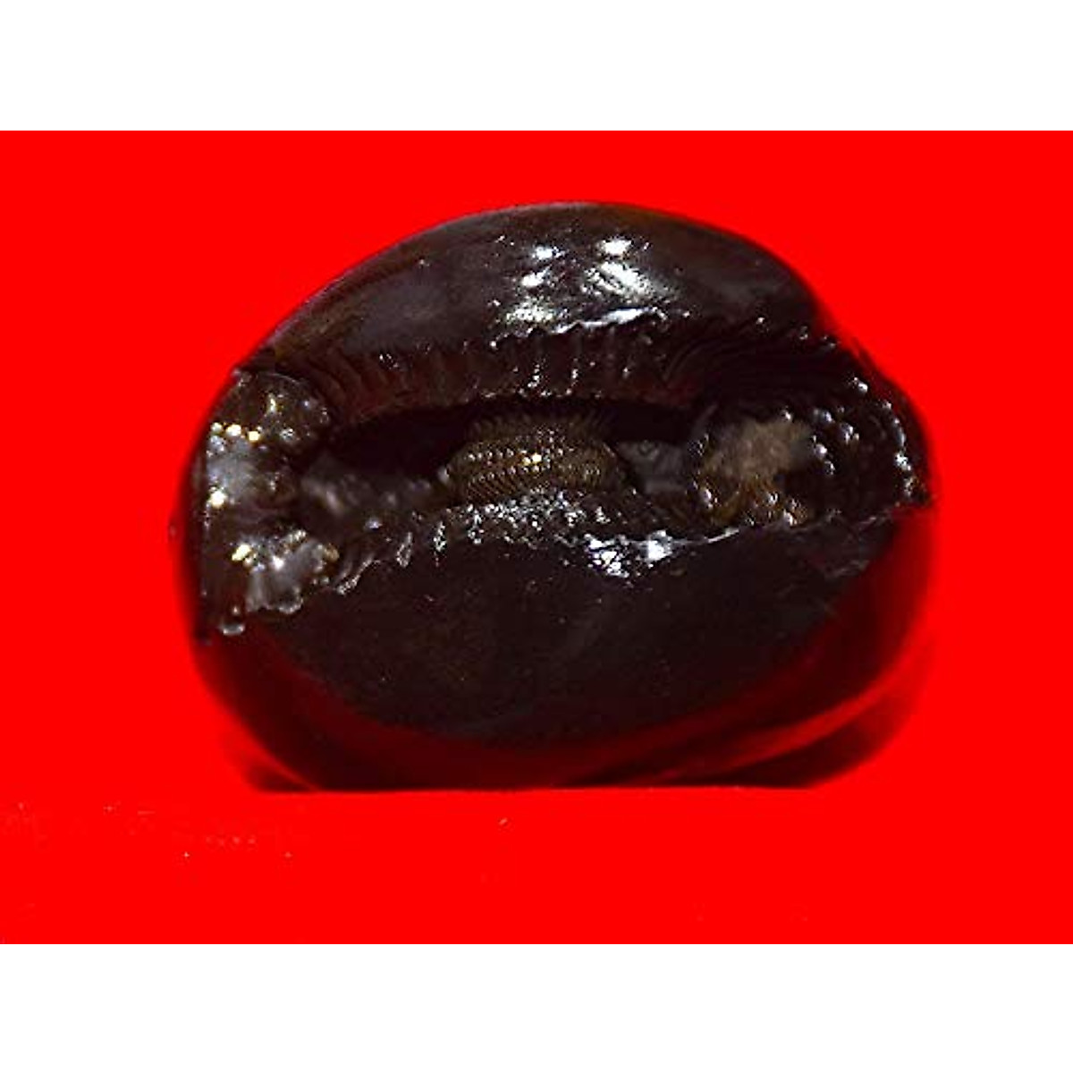 RUDRADIVINE Stone Laxmi Narayan Shaligram (Black)