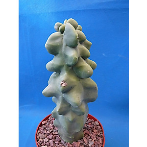 Tucson Tools Redeo 6" to 12" Tall Totem Pole Cactus (Shipped Bare Root-NO Pot!) Spineless! Very Unusual!