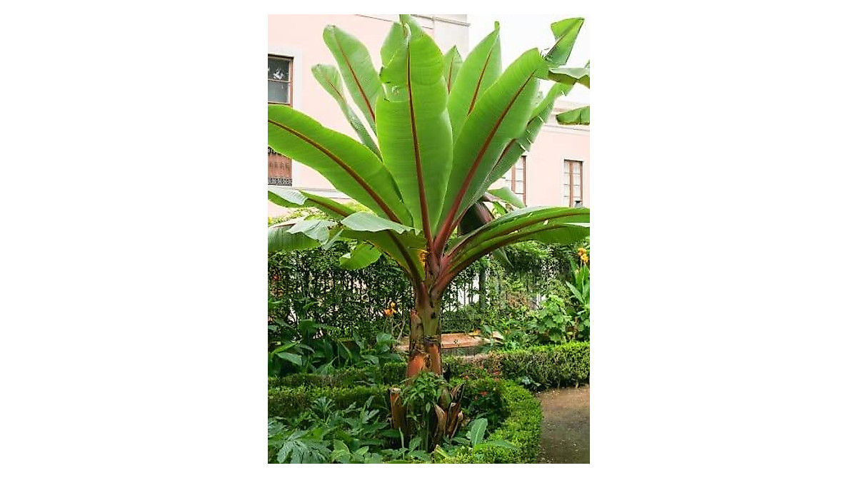 Grow Abyssinian Banana Trees: Ensete ventricosum Seeds (5)