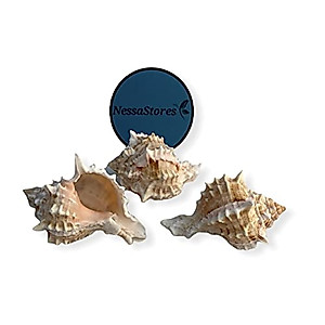 NessaStores - Pink Murex Phyllonotus erythrostomu Hermit Crab Sea Shell 2" - 3" #JC-039 (6 pcs)