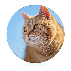 Orange Cat Tempered Glass Cutting Board Heat Resistant For Bread Meat Fruit 7.9 in