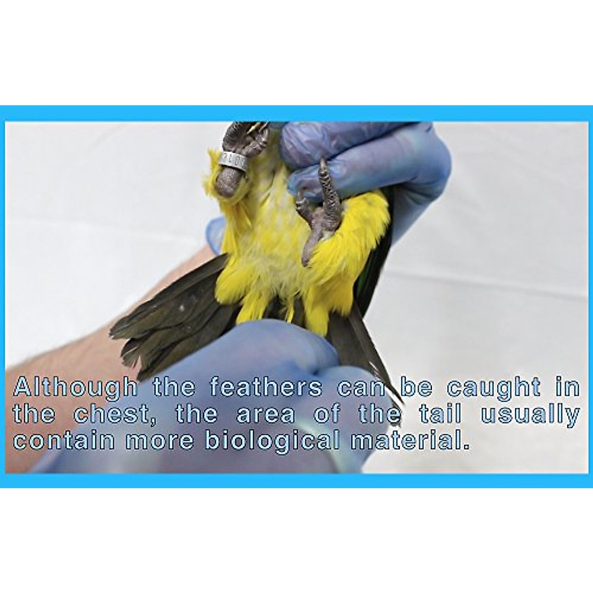 Bird Sexing DNA Slim Sample Card. Gender Reveal Test for Parrots, Macaws, Lovebirds, Cockatoos, Grey African, Silkies‎, Cockatiels (+300 Psittacines) Avian Sexing DNA Testing