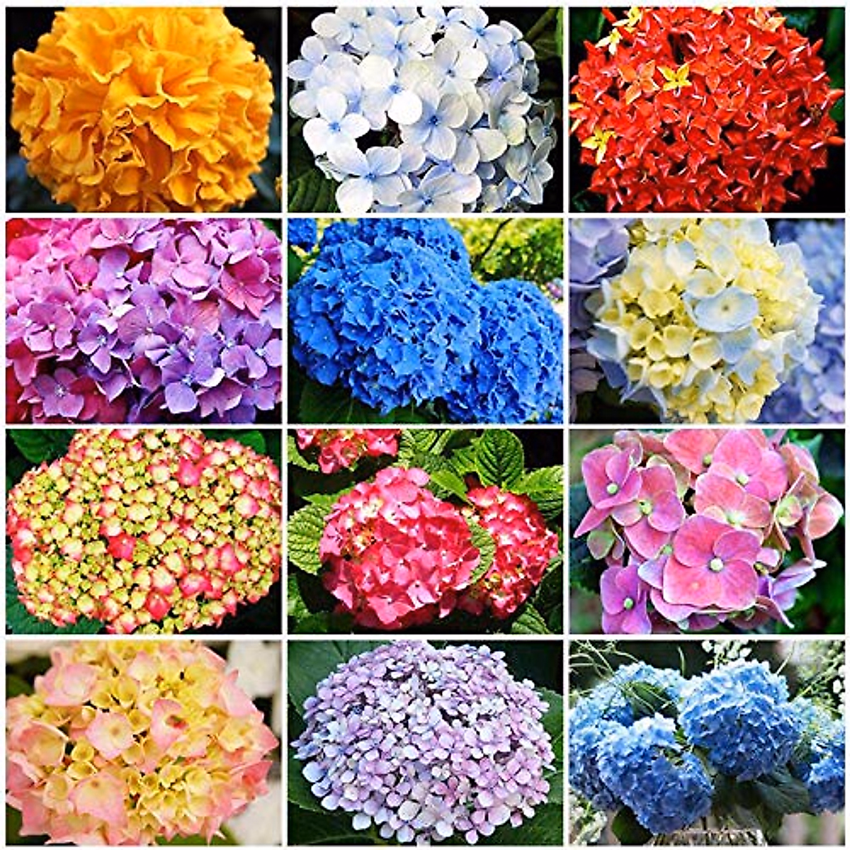 50 Pcs Mixed Color Multicolor Hydrangea Macrophylla Seed Bonsai Flower Plant Wedding Seeds