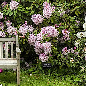 Do Not Trim Acrylic Yard Sign, Bilingual Plant Signs, Garden Markers, Set of 2 (Black)