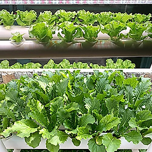 WEPLANT Hydroponic NFT 36 Holes Growing System with Special Fertilizer Timing Cycle, PVC Pipe Garden Plant Kit