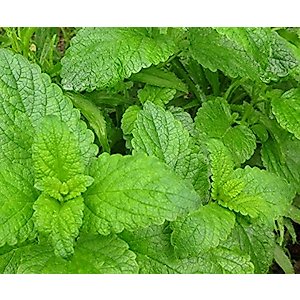 Lemon Balm Herb 100 Seeds - GARDEN FRESH PACK!