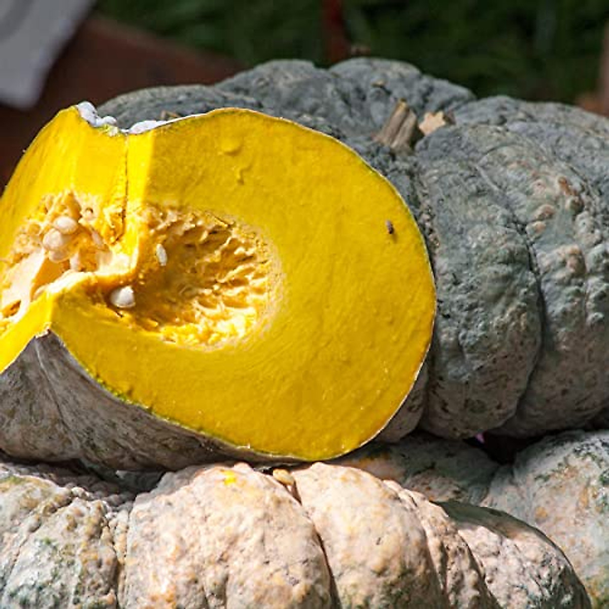 20 JAPANESE GREEN PUMPKIN SEEDS - Kabocha - Open pollinated, heirloom