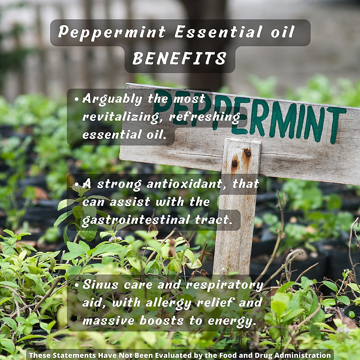Grimweed Apothecary Organic Peppermint Essential Oil, 100% Pure and Natural | Premium Grade Essential Oils for Diffusers, Aromatherapy, Massage, Humidifiers and Topical uses