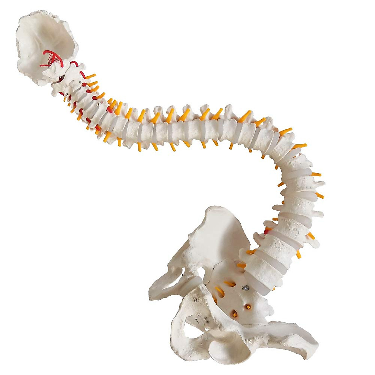 New-Horizon Scientific Spinal Cord Model,Skeleton Model -34" Life Size Spinal Column Model with Vertebrae, Nerves, Arteries, Lumbar Column, and Male Pelvis, Includes Stand (Good After-Sales)