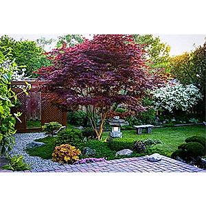 Red Japanese Maple - Live Plant 2-3 feet Tall - Deep Red Leaves