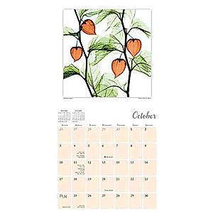 2021 Flower Spirits Radiographs of Nature by Steven N. Meyers 16-Month Wall Calendar