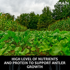 Domain Outdoor Big Sexy Food Plot Seed for Deer, 1/2 Acre, Turnip, Radish, Kale and Forage Rape, High Level of Nutrients & Protein to Support Antler Growth and Health, Fast Germination, Easy to Plant