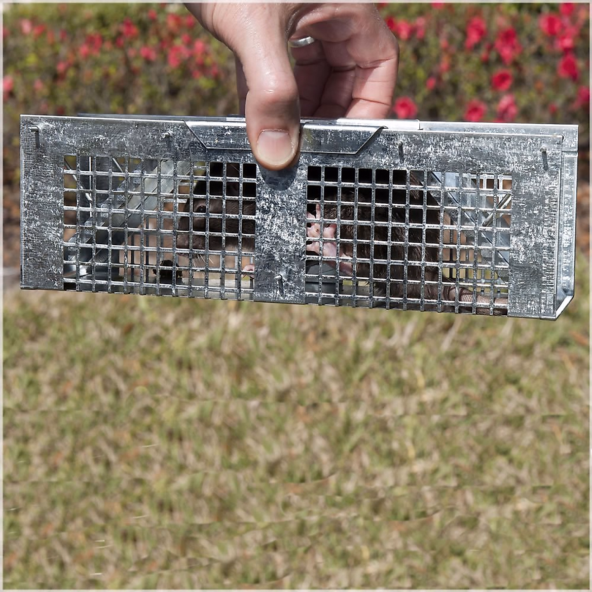 Havahart 1020 X-Small 2-Door Humane Catch and Release Live Animal Trap for Moles, Rodents, Shrews, Mice, Voles, and Other Small Animals