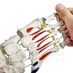 Foot Skeleton Model On Elastic, W/Tibia-Fibula Stump Strung Elastic Bungee Muscle Insertions & Origins, Natural Cast for Accurate Representation Study Kinematics Podiatrist Orthotisit Physiotherapist