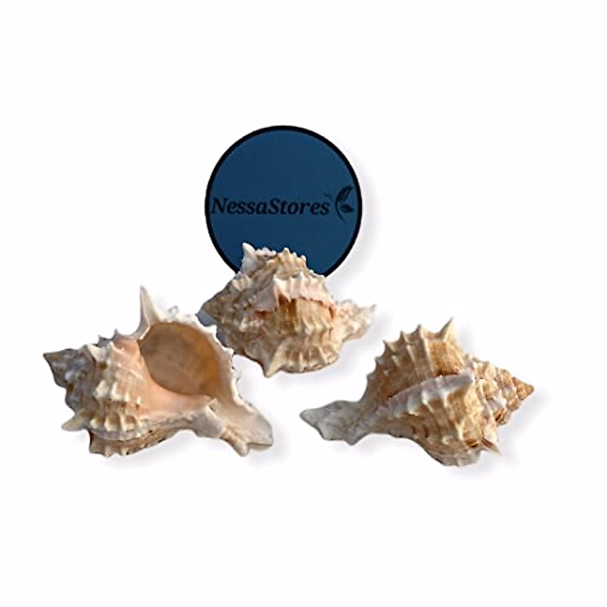 NessaStores - Pink Murex Phyllonotus erythrostomu Hermit Crab Sea Shell 2" - 3" #JC-039 (6 pcs)