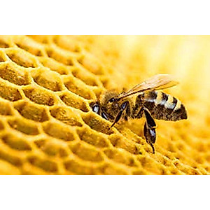 100% Pure Beeswax Handmade Taper Candles (Honey Yellow) - 8 Inch Smokeless Dripless Pair - Natural Subtle Honey Smell - Elegant Honeycomb Design (2 pack)