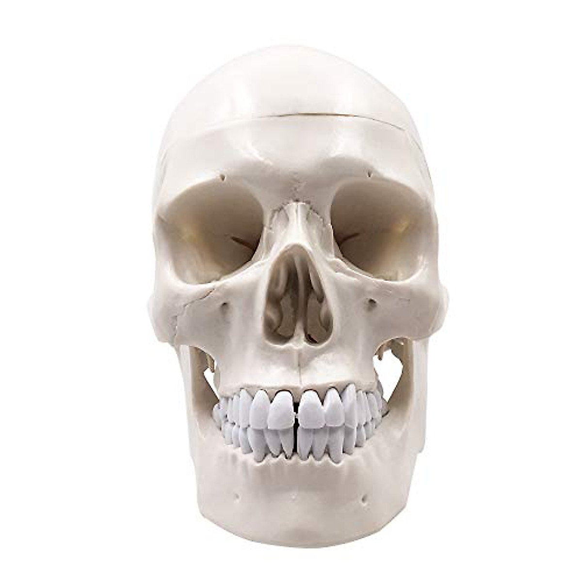 3-Part Human Skull Model - Life Size Removable Medical Detailed Anatomical Adult Head Bone