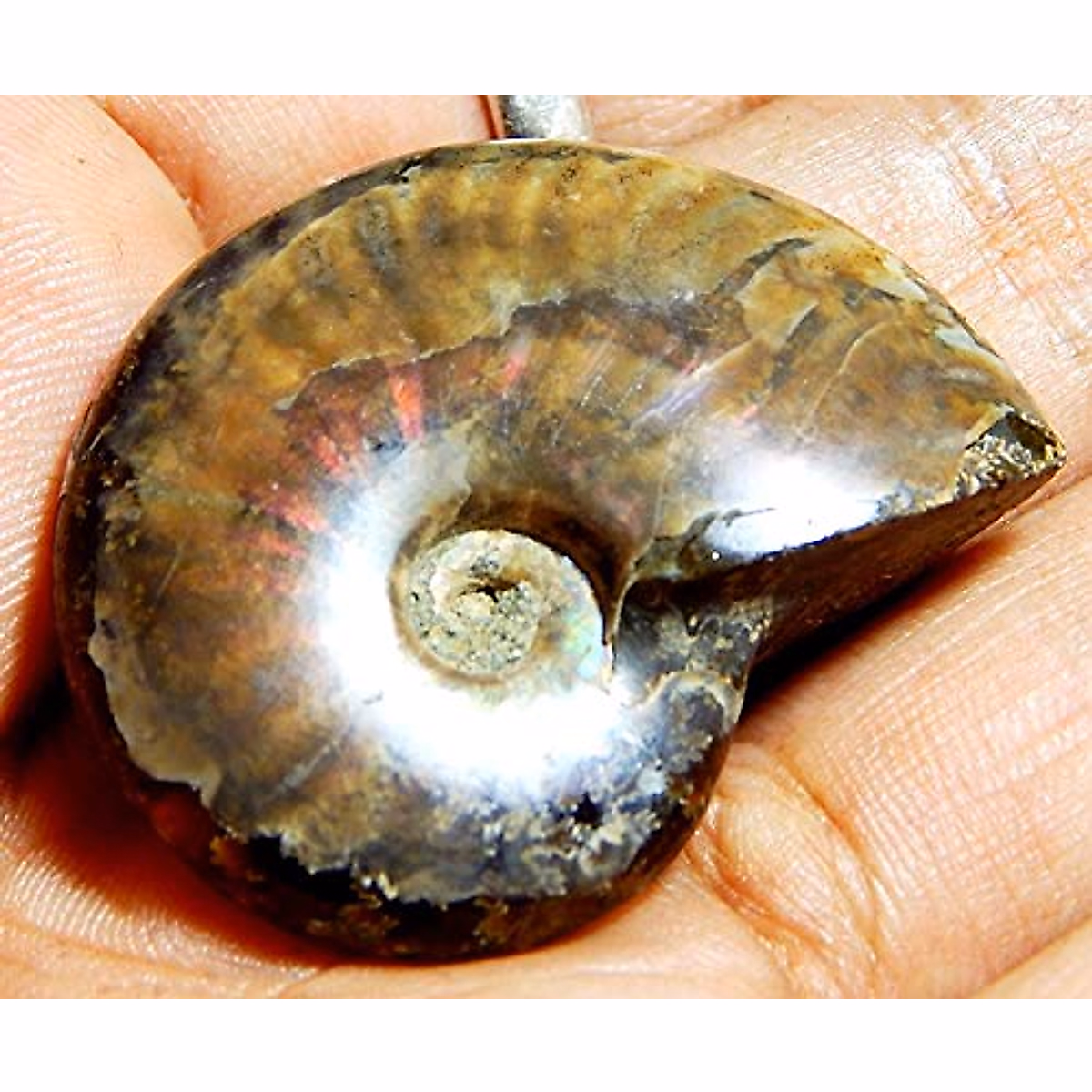 phoenix888 XUETZALCOATL Very Rare Jyoti Ratna Garbha Shaligram 1pcs