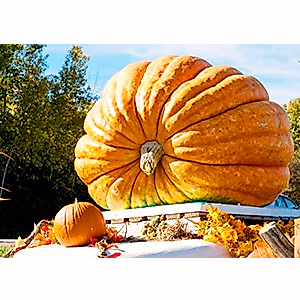Giant Pumpkin Titan Seeds 10 Seeds for Planting Vegetable Garden Squash Gourd Seeds