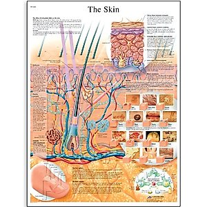 3B Scientific VR1283UU Glossy Paper The Skin Anatomical Chart, Poster Size 20" Width x 26" Height