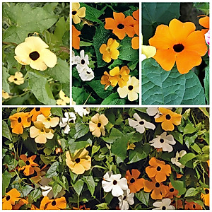 Seed Needs, Black-Eyed Susan Vine Seeds - 100 Heirloom Seeds for Planting Thunbergia alata - Annual Vining Flowers to Cover a Fence or Trellis (1 Pack)