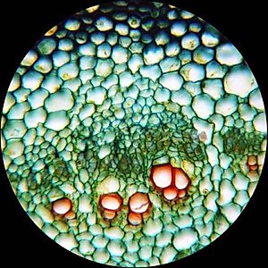 AmScope T120B-9M Digital Professional Siedentopf Trinocular Compound Microscope, 40X-2000X Magnification, WF10x and WF20x Eyepieces, Brightfield, LED Illumination, Abbe Condenser with Iris Diaphragm, Double-Layer Mechanical Stage, 100-240VAC, Includes 9MP