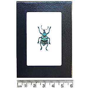 BicBugs Eupholus chevrolati Weevil Blue Green Beetle Indonesia Framed
