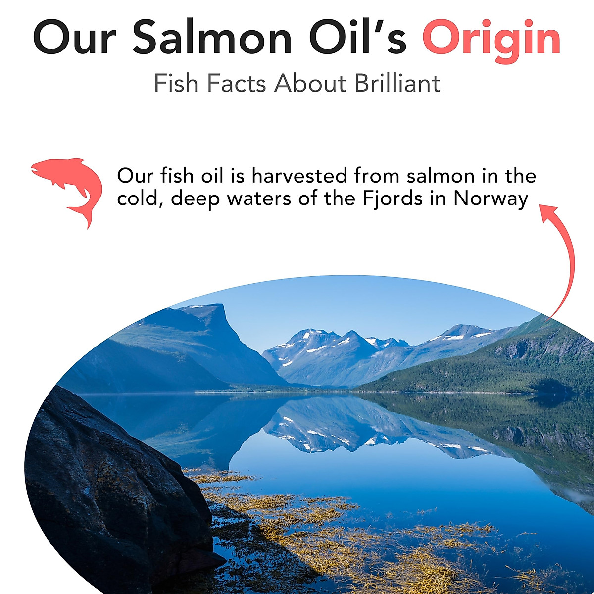 Brilliant Omega 3 Salmon Oil for Dogs & Cats - Norwegian Fish Oil Supplement with EPA & DHA Fatty Acids for Shedding, Allergy, Itching, Dry Skin & Joint Health - Skin and Coat Fish Oil Liquid, 40 Oz