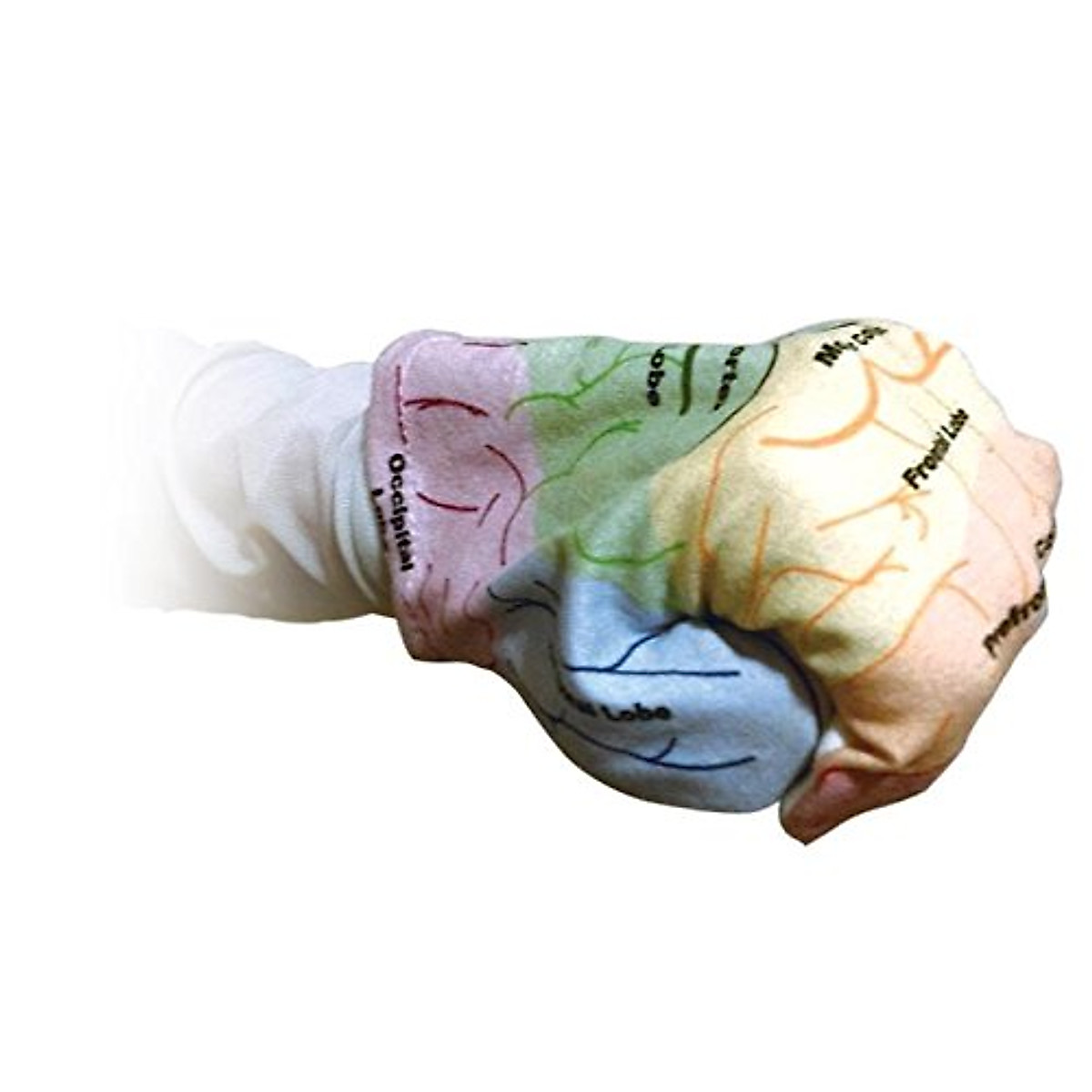 Handy Brain Model B-1.2 (adult medium)