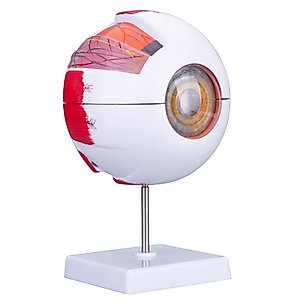 Healthible Human Eye Model Anatomy, Removable 6 Times Anatomical Eyeball Model with Display Base, Medical Eye Ball Model for School and Clinic