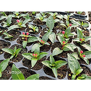 Gardzen 5-Set Garden Propagator Set, Seed Tray Kits with 200-Cell, Seed Starter Tray with Dome and Base 15" x 9" (40-Cell Per Tray)