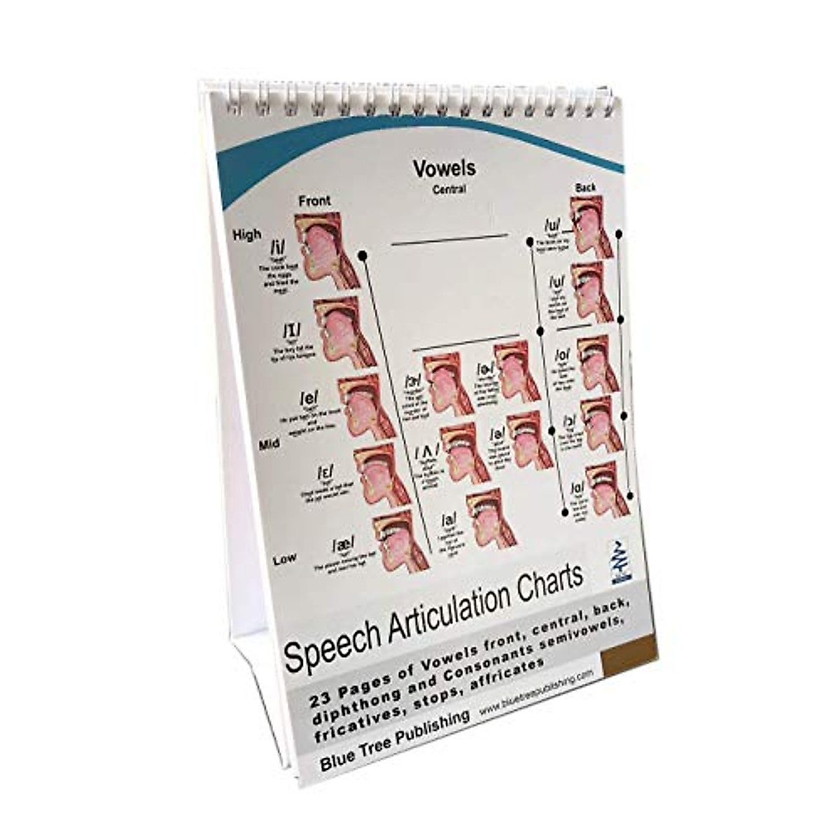 Speech Articulation Anatomy Flip Charts
