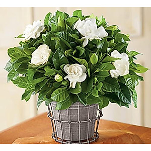 200+ Gardenia Seeds(Cape Jasmine) for Home Garden Planting