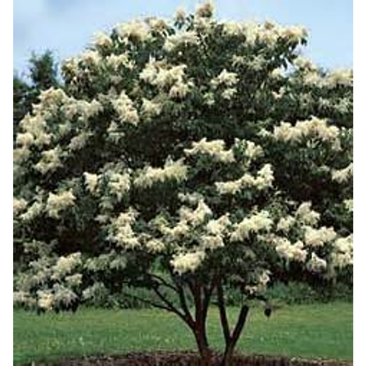 25 White Japanese Lilac Seeds (Extremely Fragrant)/ (Original Version)