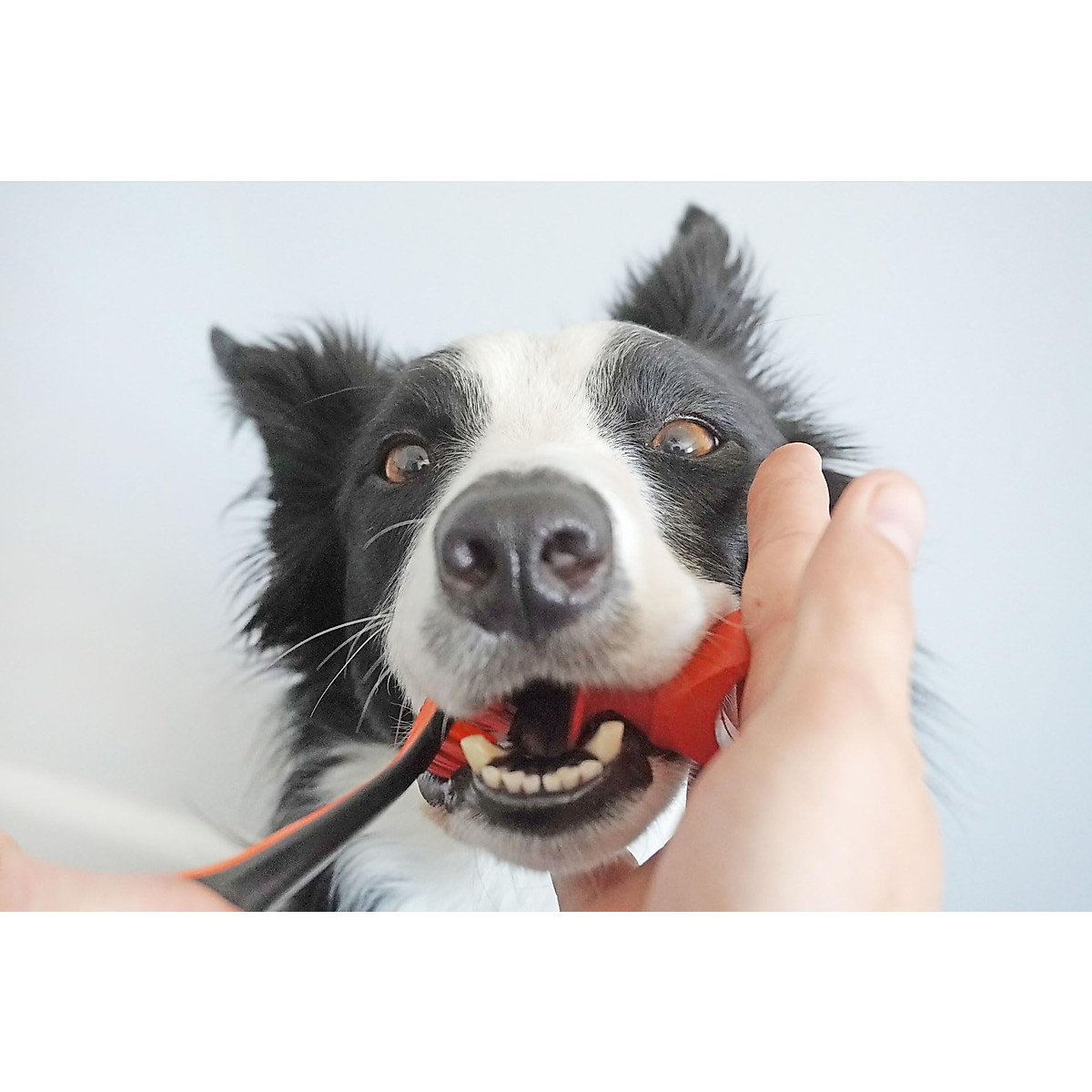 Dog Toothbrush and Bite Block Assistant (Protects Hand and Fingers) Combo Pack by Paw Ready for Puppies' Dogs and Cats Medium Size for use with Pets Between 15-85 lbs. (7-38.5 Kg).