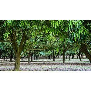 5 Macadamia Nut Tree Seeds - Macadamia integrifolia - Ships from Iowa, USA