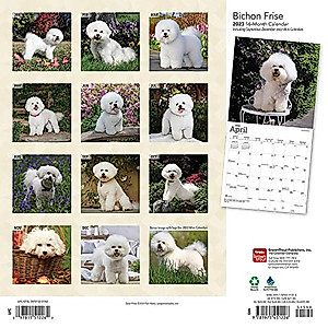 Bichon Frise | 2023 12 x 24 Inch Monthly Square Wall Calendar | Foil Stamped Cover | BrownTrout | Animals Dog Breeds DogDays