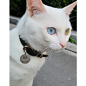 16mm Split Key Rings,Stainless Steel Dogs Cats ID Tag Mini Thick Keyrings,1/2 Inch Small Key Chain Ring for Dogs Tag,Craft,Car Keys,Women and Men Car Key Rings - Pack of 50 Pcs