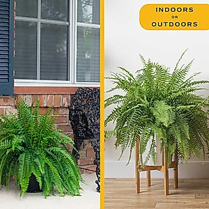 Costa Farms Boston Fern Live Plant, Outdoors or Indoor Houseplant in Hanging Basket Planter, Ferns Soil Mix, Real Plants Gift, Housewarming, Patio, Balcony, Front Porch Decor, 1-2 Feet Tall and Wide
