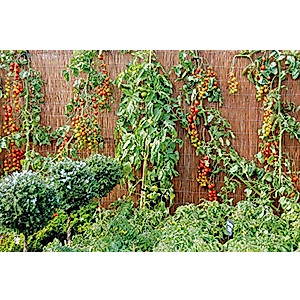 MGTECH 300 Pcs Tomato Trellis Clips, Garden Vegetable Vine Clips, Plant Support Quick Clips for Vine Vegetables to Grow Upright and Healthier