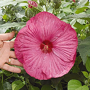 Outsidepride Hibiscus Luna Rose Garden Flower Seed & Foliage Container Plants - 20 Seeds