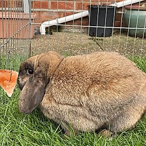 PINVNBY 12 Pieces Rabbit Himalayan Salt Lick Block,Pink Small Pets Natural Mineral Salts Blocks with Hook Hanging Small Animals Treat Chew Toys for Rabbits Horses Bunny