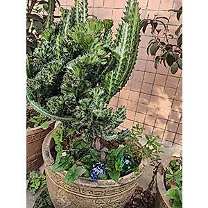 Ritadeshop Plant Watering Globes Self Watering Planter Insert Water Globes for Plants