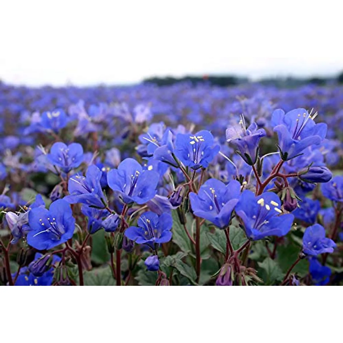 Phacelia "California Bluebell" Flower Seeds for Planting, 1000+ Seeds Per Packet, (Isla's Garden Seeds), Non GMO & Heirloom, Scientific Name: Phacelia campanularia, Great Home Garden Gift