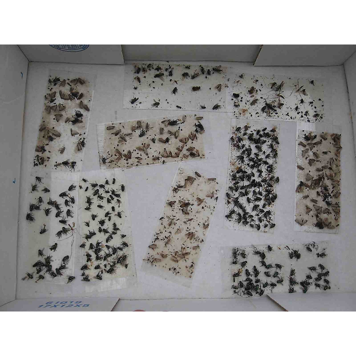 40 pk All Insect Traps/Strips/Glue Boards. Trap Flies, Bees, Wasps, Asian Beetles, etc.